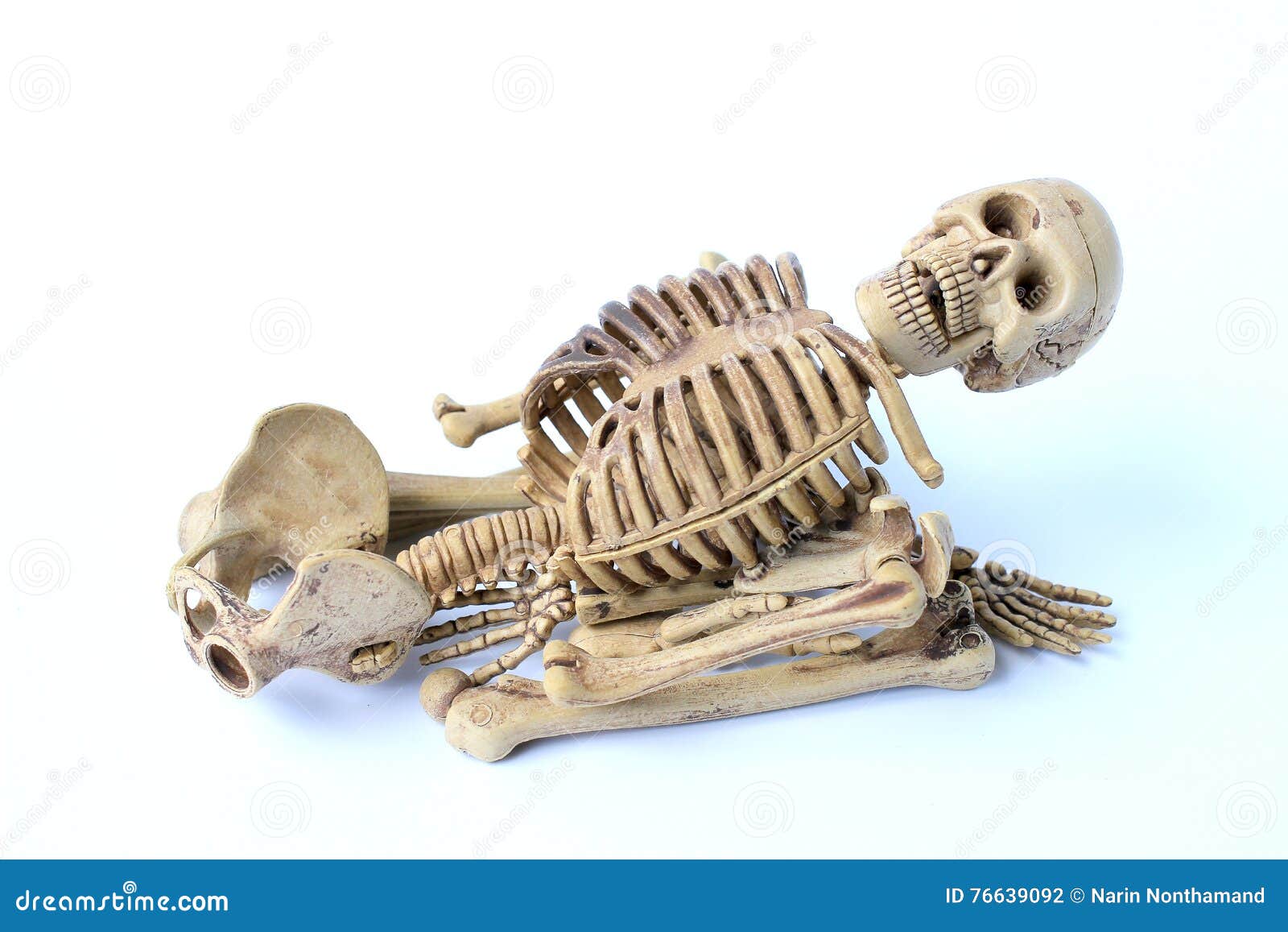 Human Skeleton Isolated on White Background Stock Photo - Image of ...