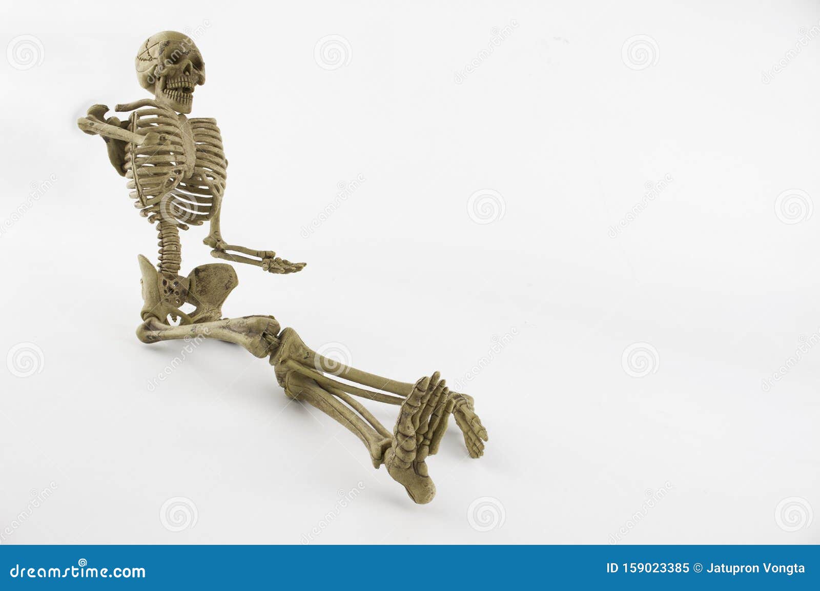 Human Skeleton Isolated on White Background Stock Image - Image of ...