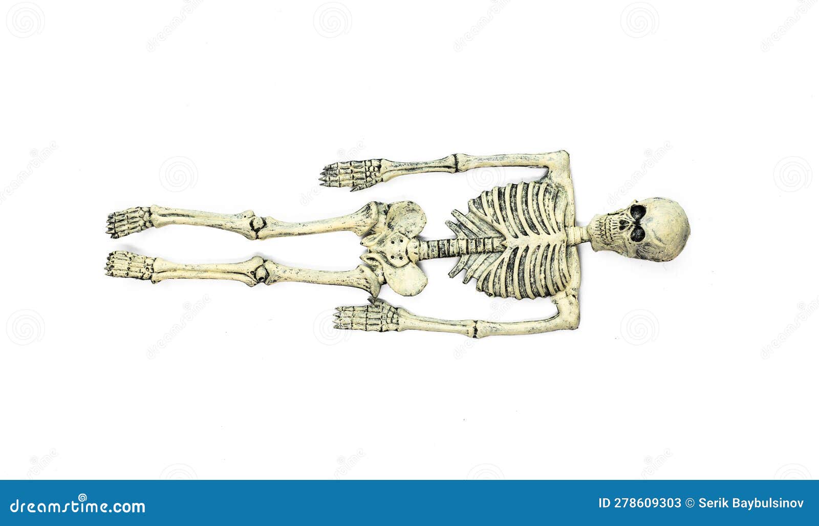 Human Skeleton Isolated on White Stock Image - Image of skull ...