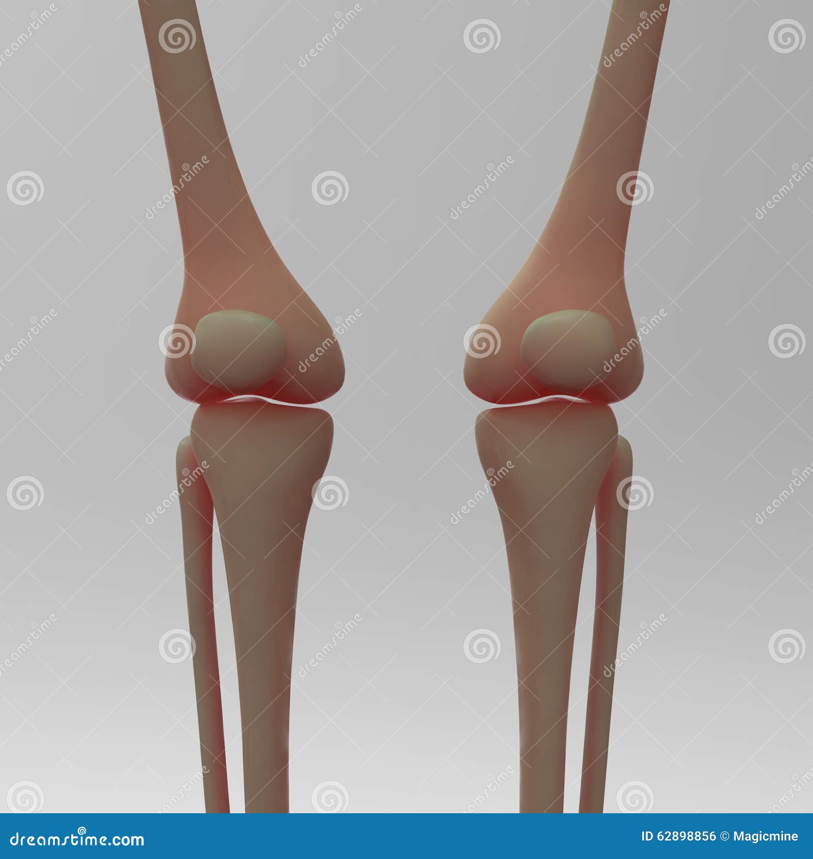 Skeleton Knee Joint With Ligaments Side View Stock Image ...