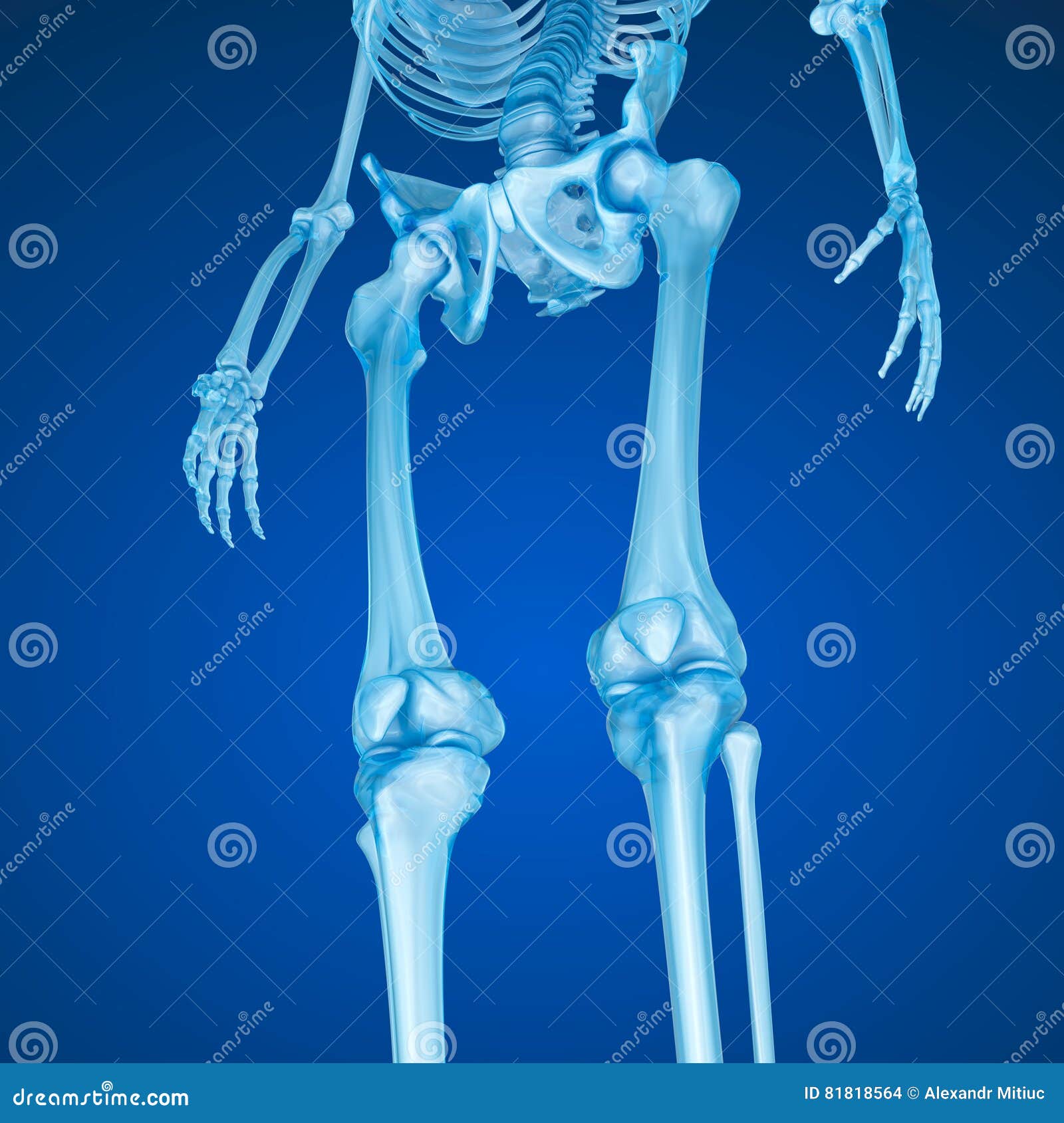 Human Skeleton: Knee Joint . Royalty-Free Cartoon | CartoonDealer.com ...
