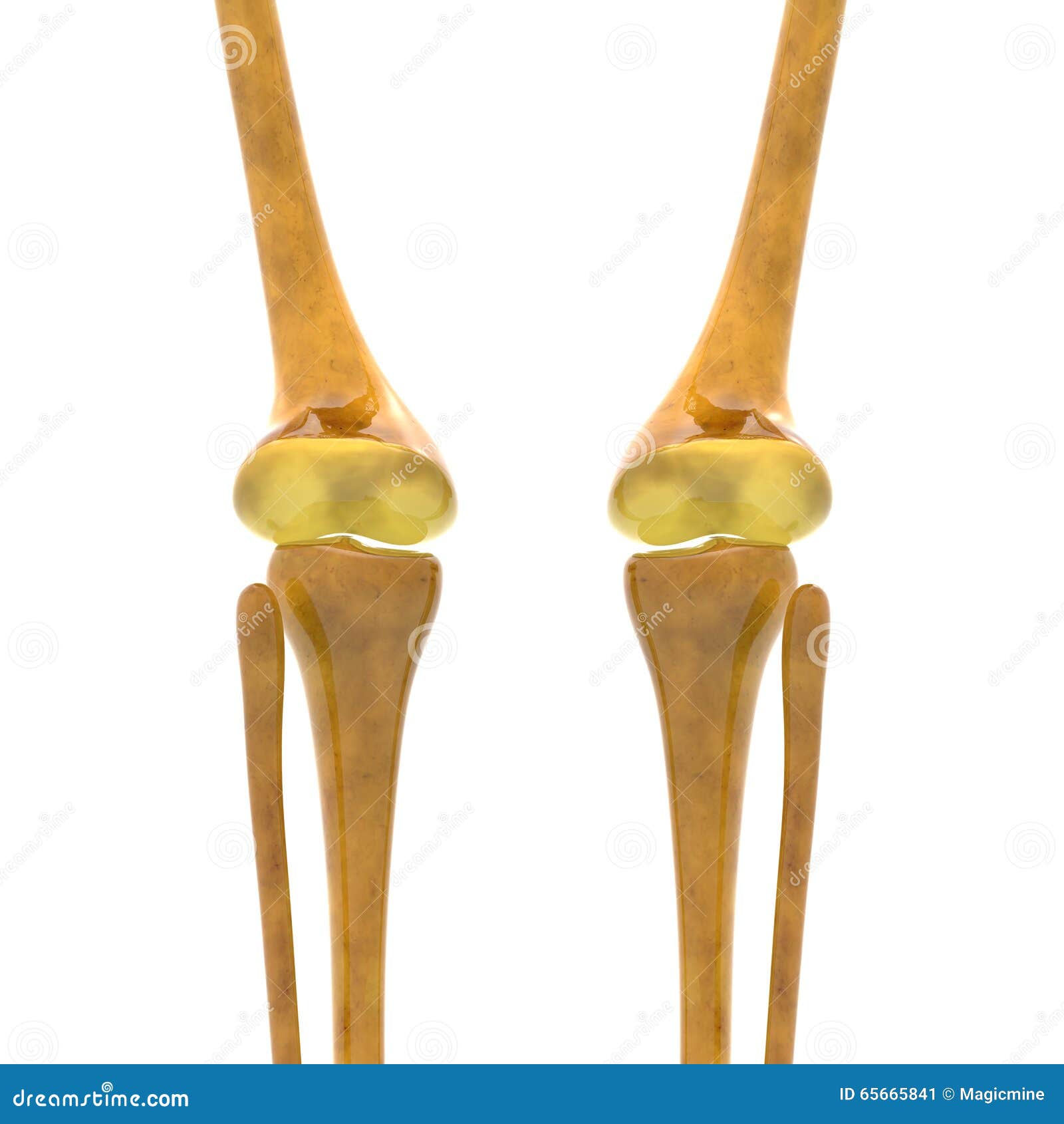 Human Skeleton Knee Joints stock illustration. Illustration of heath ...