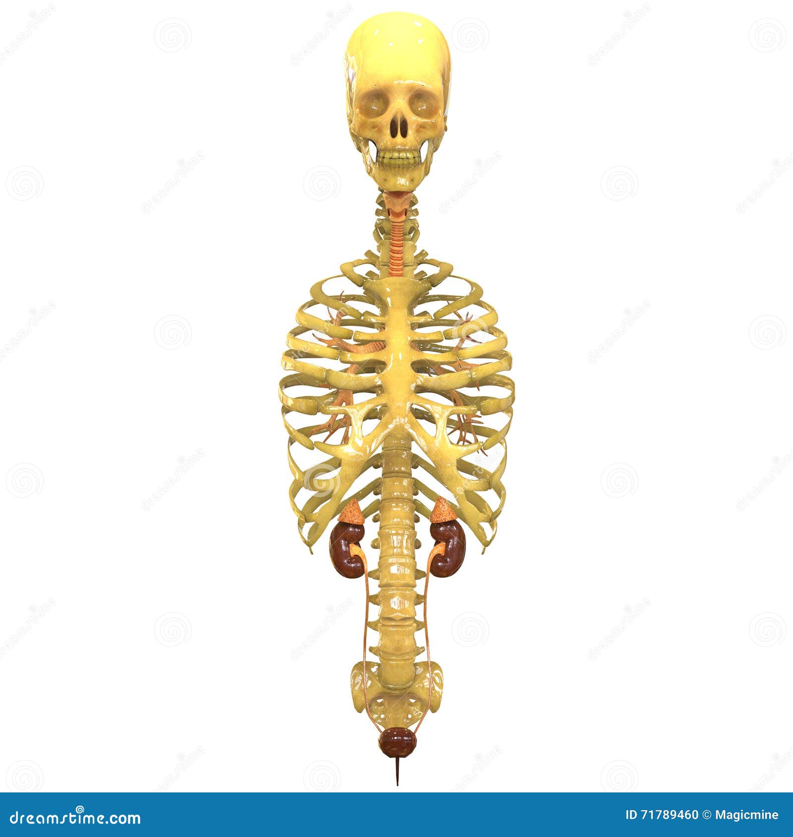 Human Skeleton with Larynx, Trachea, Bronchi with Kidneys Stock ...