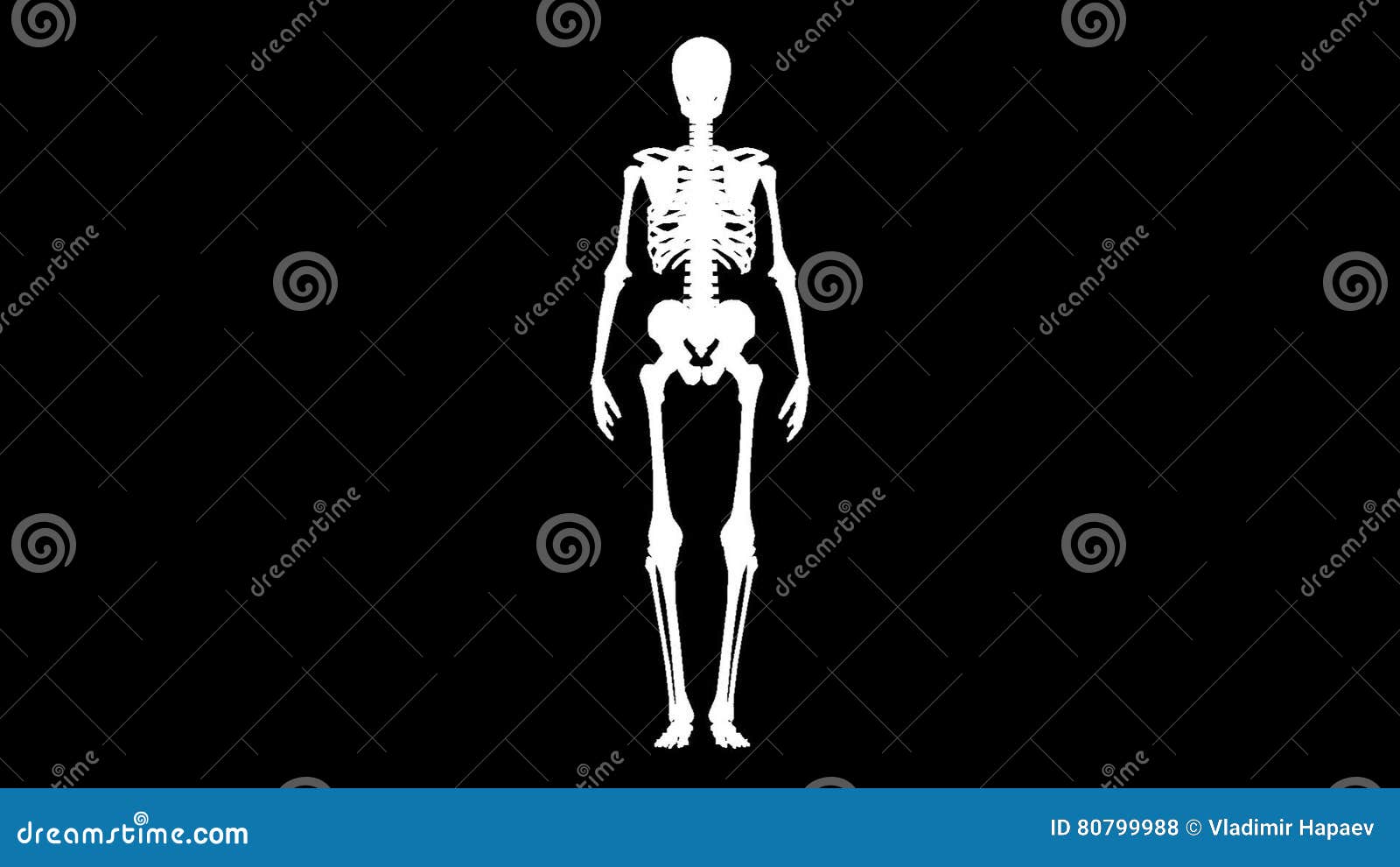 Human skeleton stock footage. Video of medical, channel - 80799988