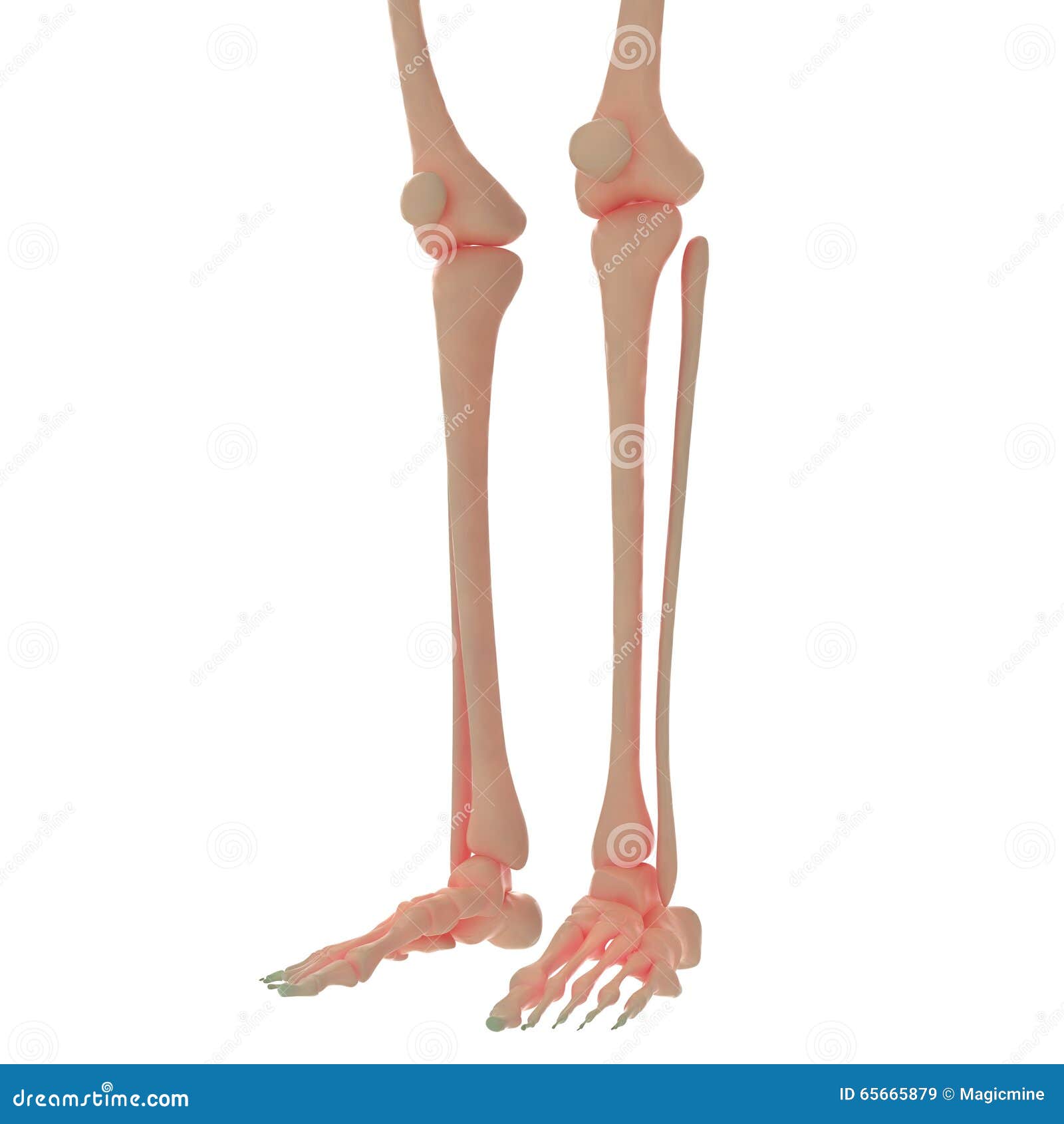 Human Skeleton Leg Joints stock illustration. Illustration of medical ...
