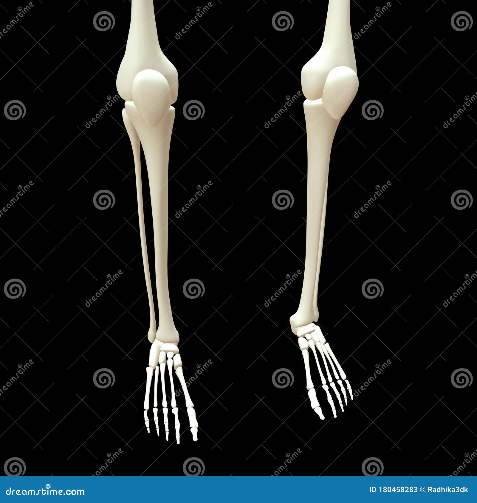 Human Skeleton Legs, Body Bone Joints Stock Illustration - Illustration ...