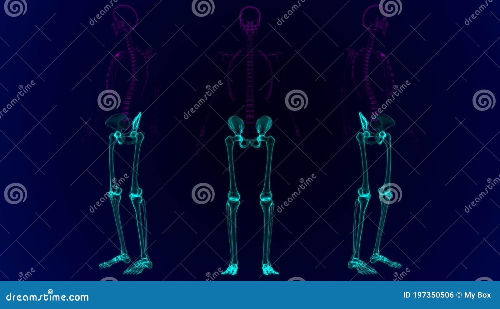 Human Skeleton Lower Limbs Anatomy 3D Stock Illustration - Illustration ...