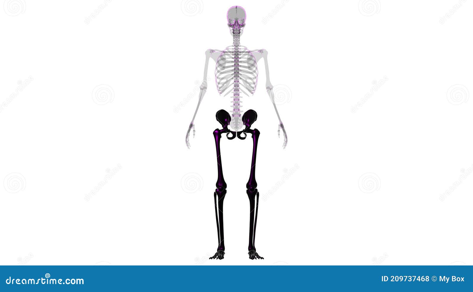Human Skeleton Lower Limbs Anatomy 3D Stock Illustration - Illustration ...