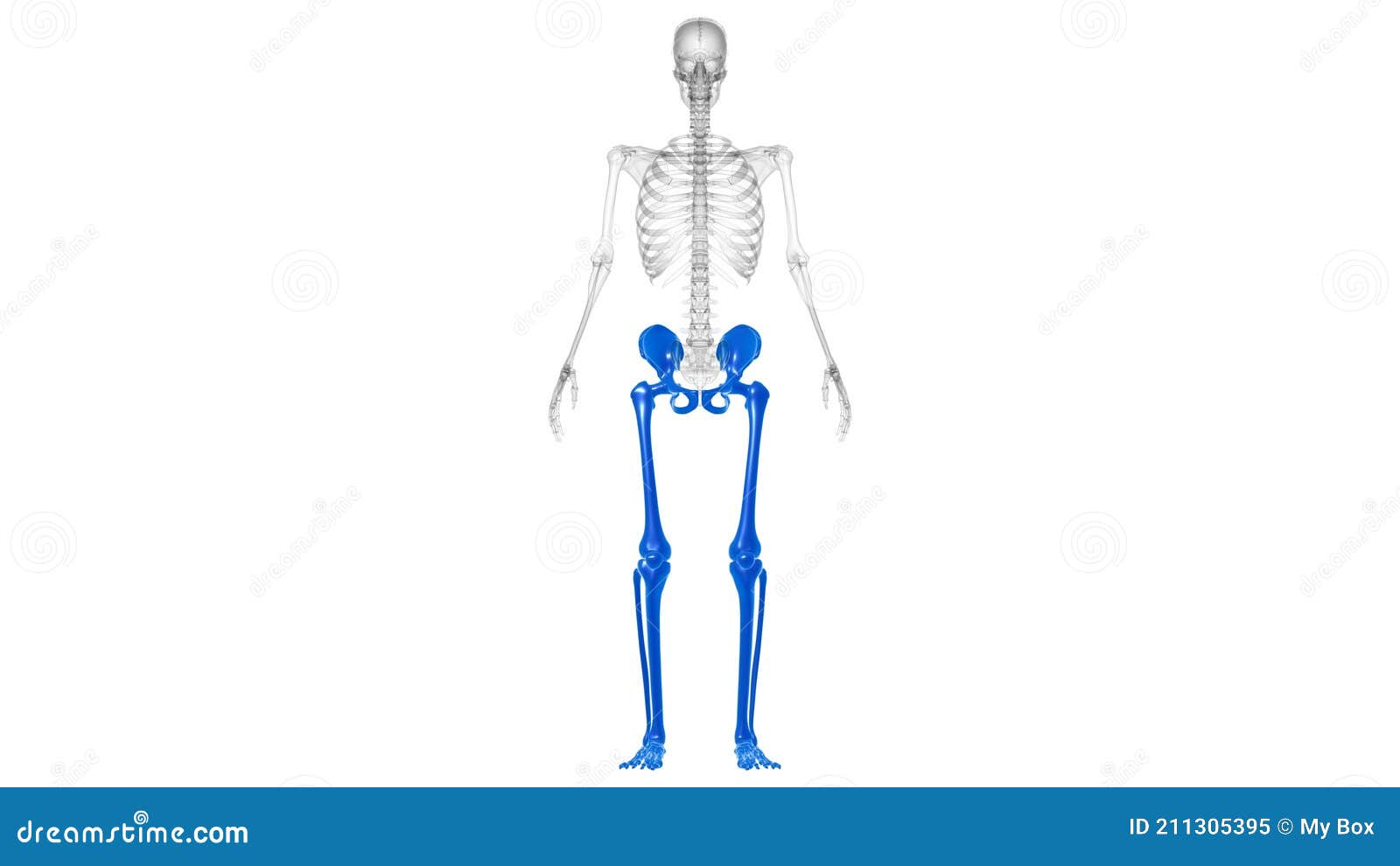 Human Skeleton Lower Limbs Anatomy 3D Stock Illustration - Illustration ...