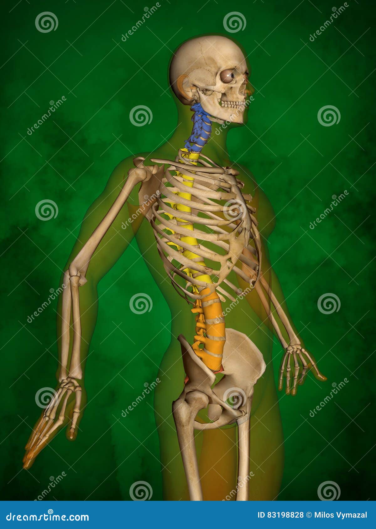 Human Skeleton M-SK-POSE Bb-56-2, Vertebral Column, 3D Model Stock ...