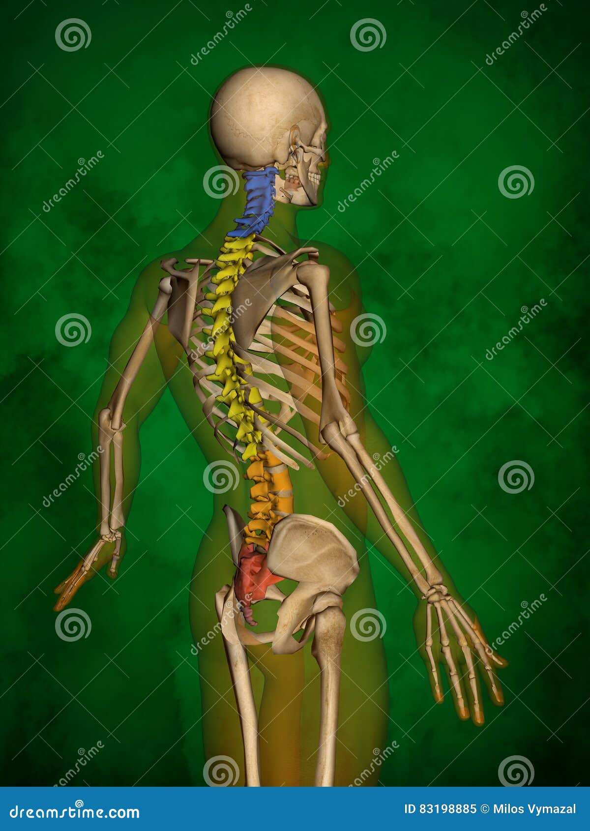 Human Skeleton M-SK-POSE Bb-56-4, Vertebral Column, 3D Model Stock ...