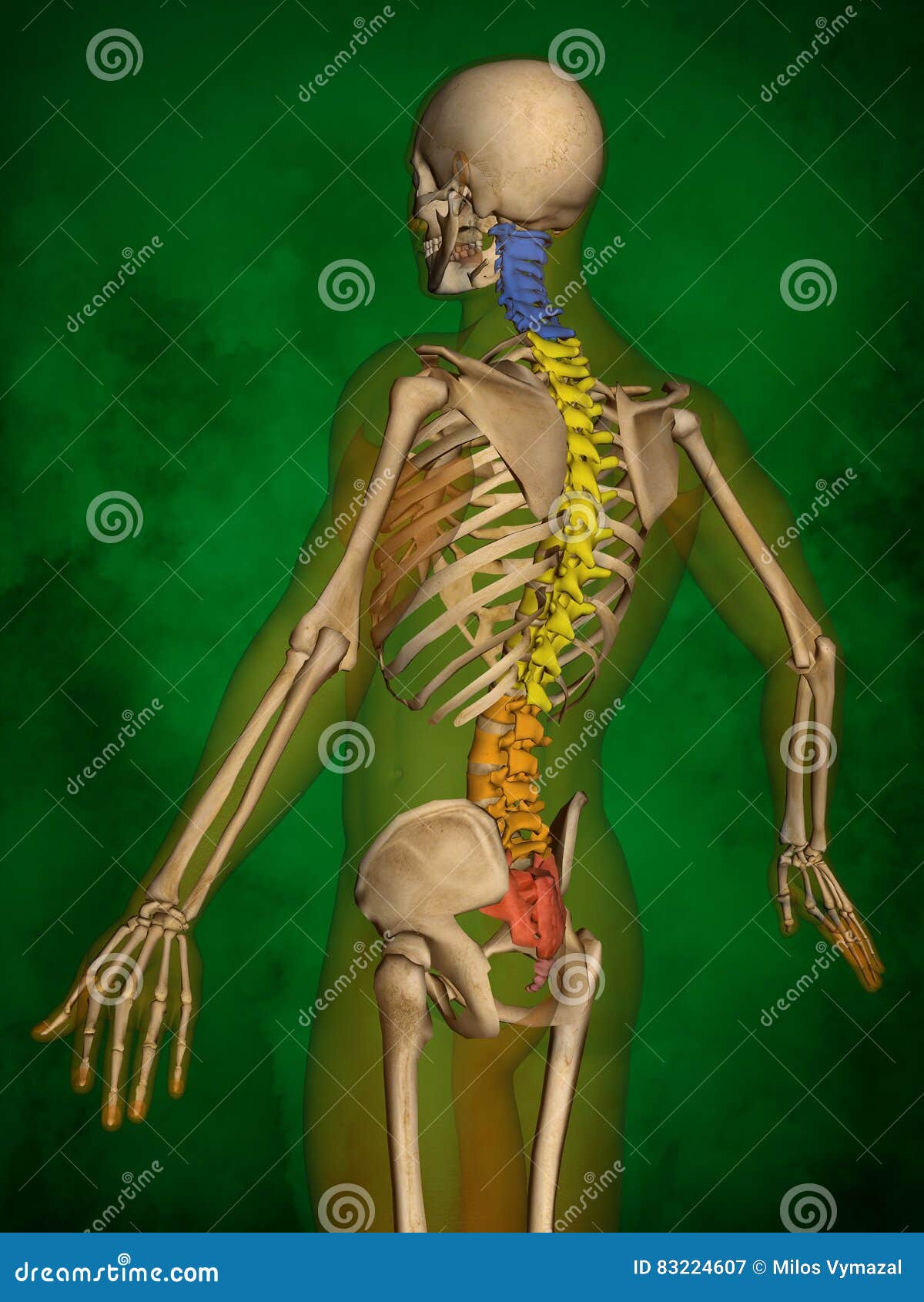 Human Skeleton M-SK-POSE Bb-56-7, Vertebral Column, 3D Model Stock ...