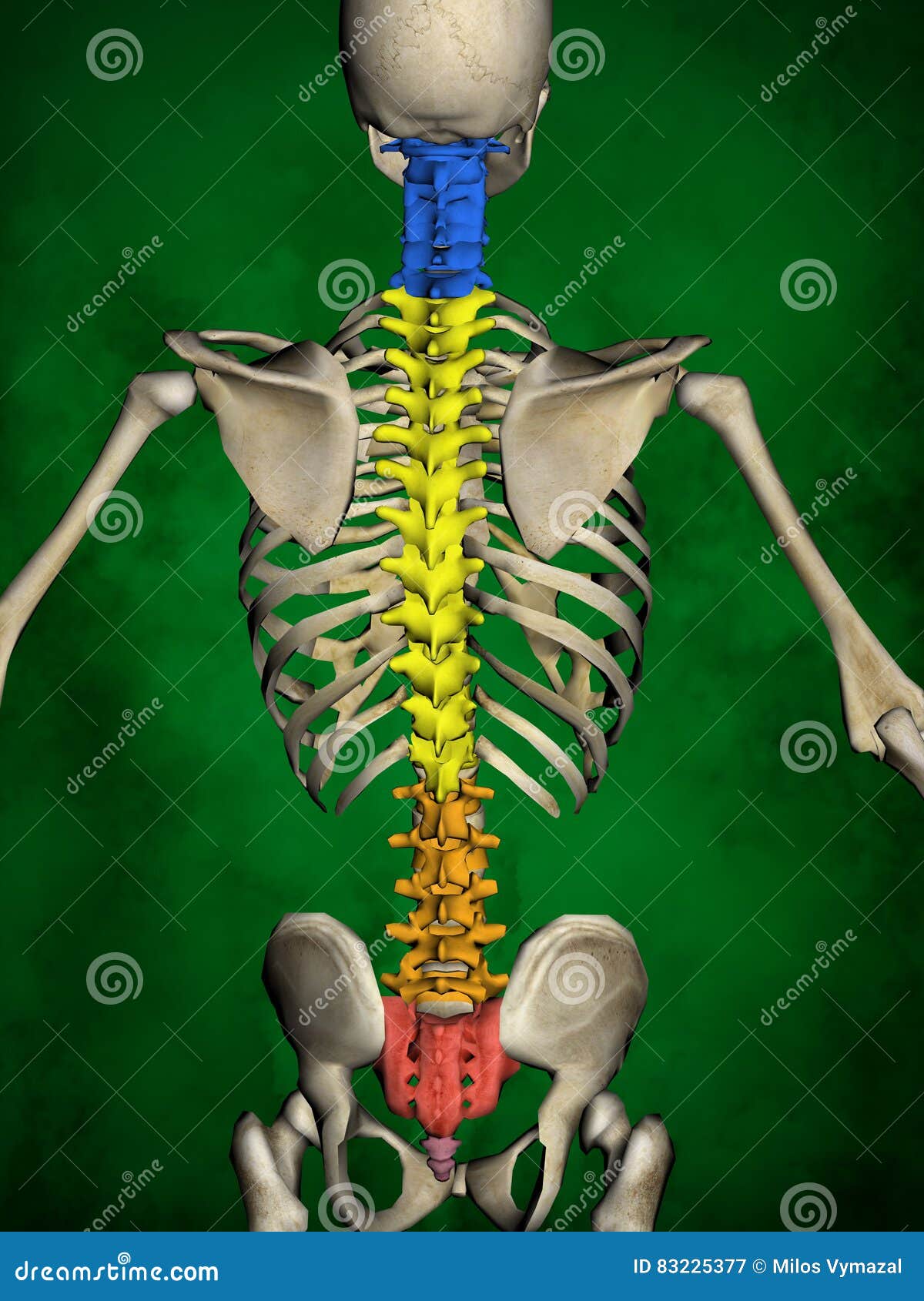 Human Skeleton M-SK-POSE Bb-56-14, Vertebral Column, 3D Model Stock ...