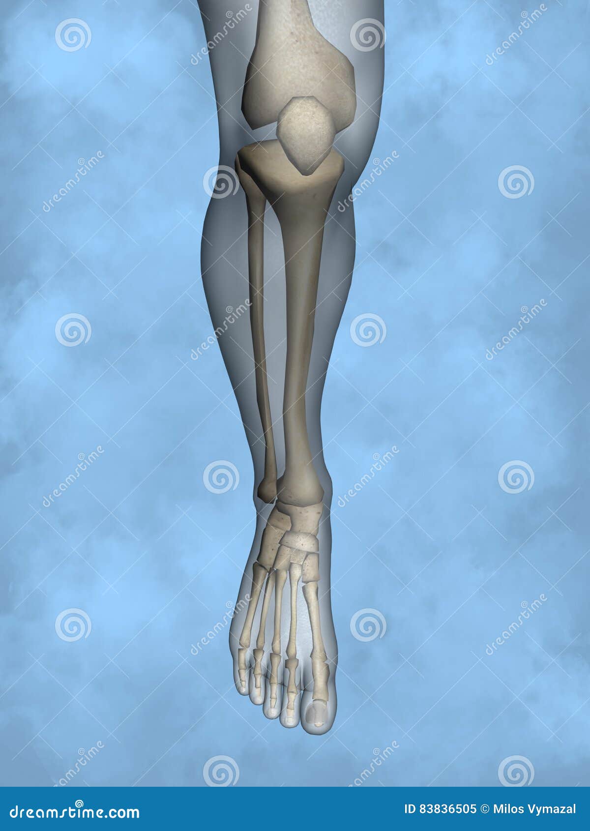 Human Skeleton M-SK-POSE M4ay-24-tr50-4, 3D Model Stock Illustration ...