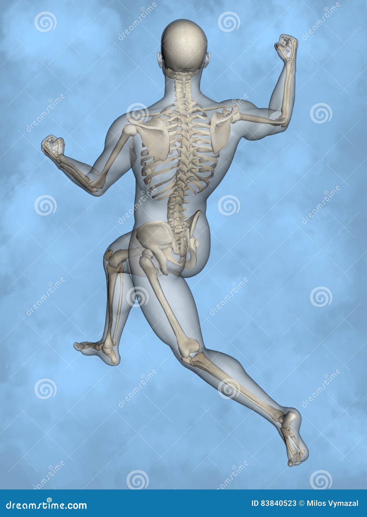 Human Skeleton M-SK-POSE M4ay-24-tr50-6, 3D Model Royalty-Free Stock ...