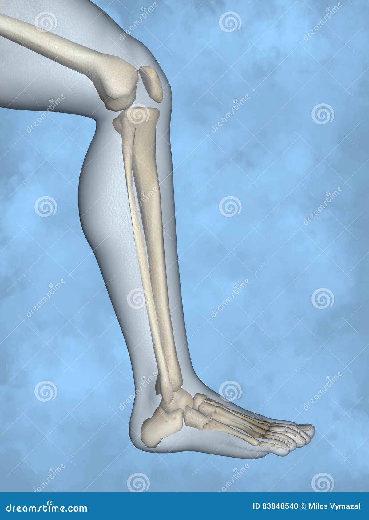 Human Skeleton M-SK-POSE M4ay-24-tr50-3, 3D Model Stock Illustration ...