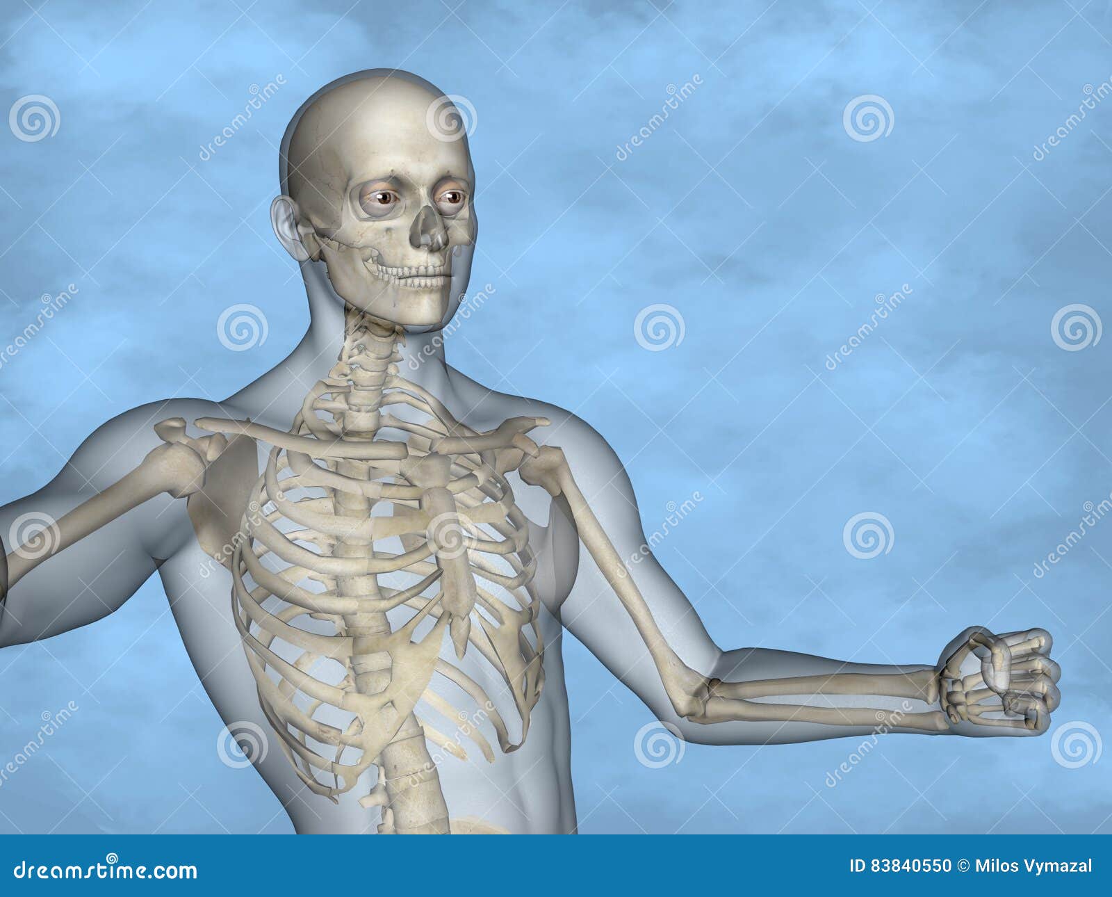 Human Skeleton M-SK-POSE M4ay-24-tr50-11, 3D Model Stock Illustration ...