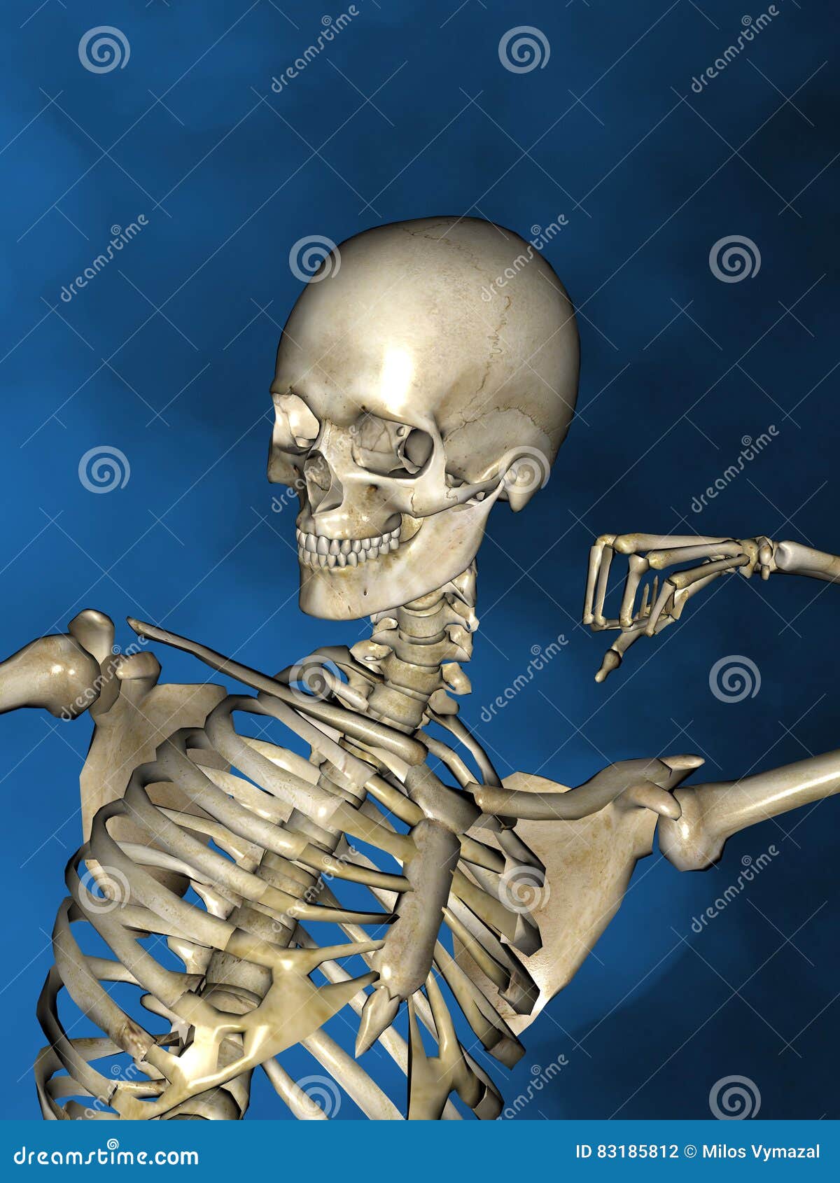 Human Skeleton M-SK-POSE Vfm-1-6, 3D Model Stock Illustration ...