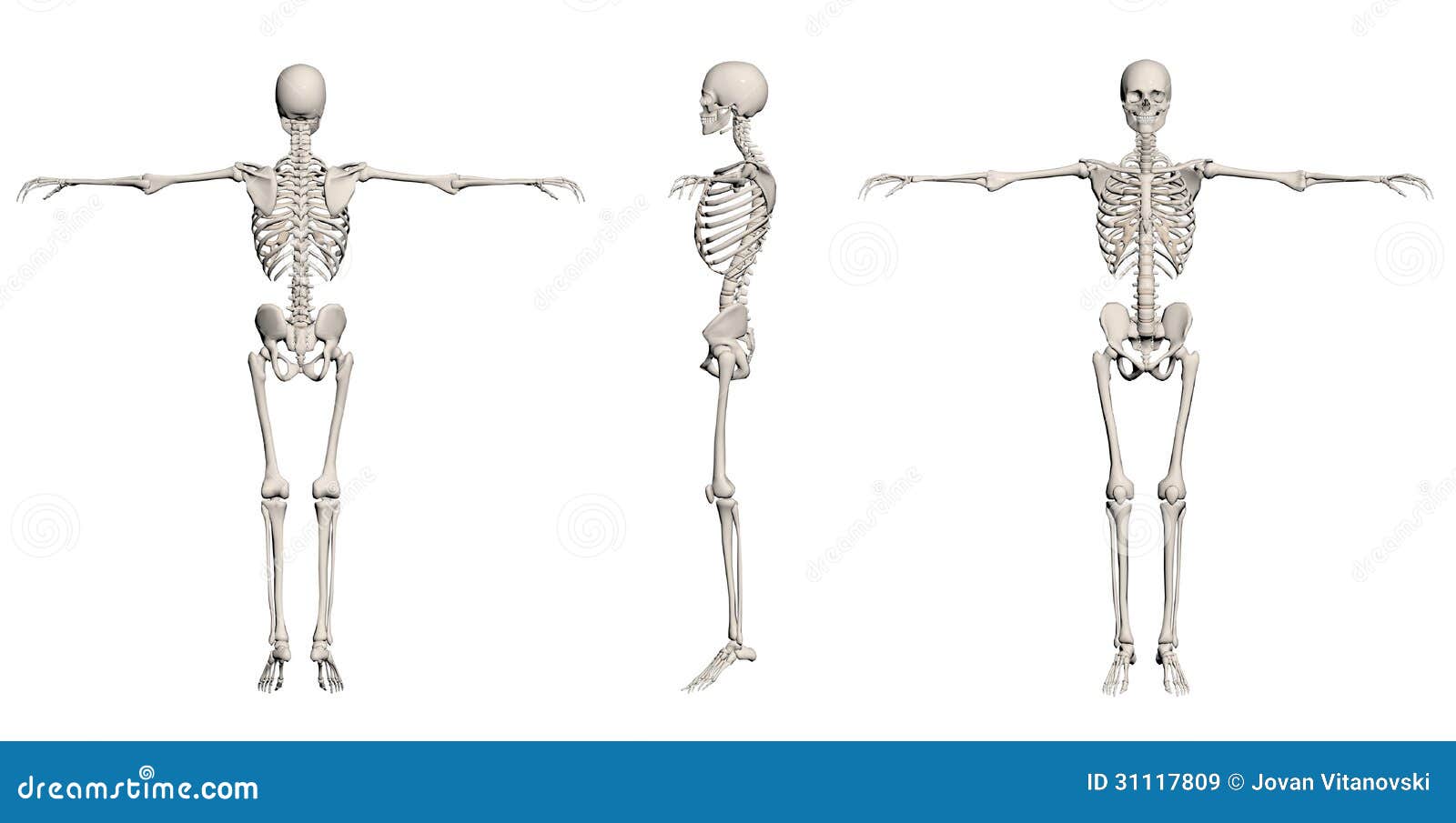 Human Skeleton - male stock illustration. Illustration of skull - 31117809