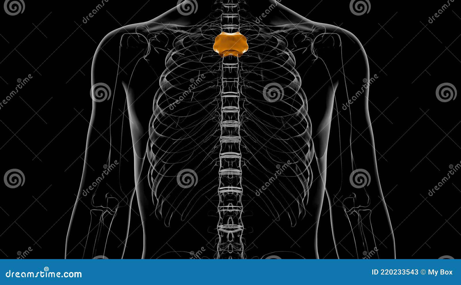 Human Skeleton Manubrium Anatomy 3D Stock Illustration - Illustration ...