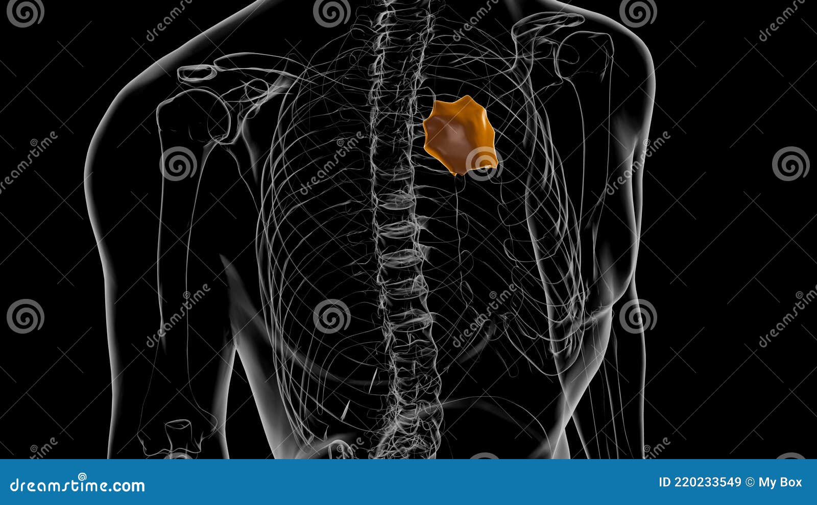 Human Skeleton Manubrium Anatomy 3D Stock Illustration - Illustration ...