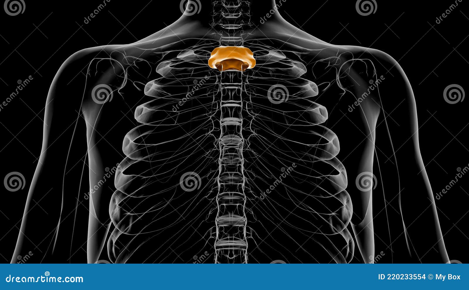 Human Skeleton Manubrium Anatomy 3D Stock Illustration - Illustration ...