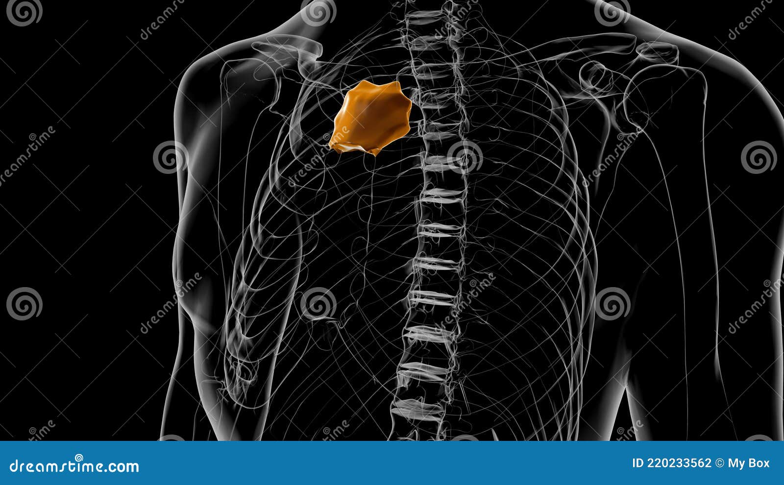 Human Skeleton Manubrium Anatomy 3D Stock Illustration - Illustration ...