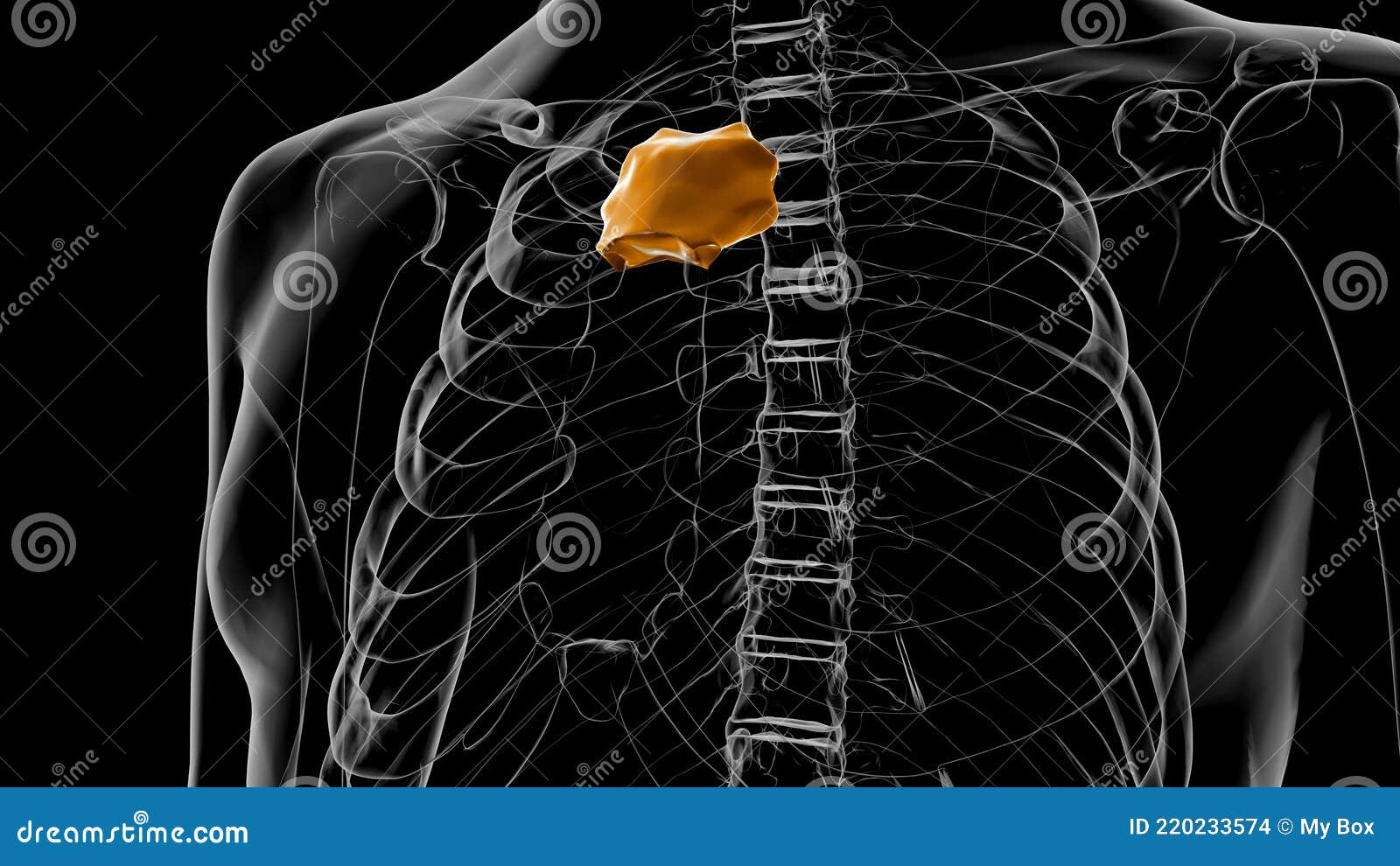 Human Skeleton Manubrium Anatomy 3D Stock Illustration - Illustration ...