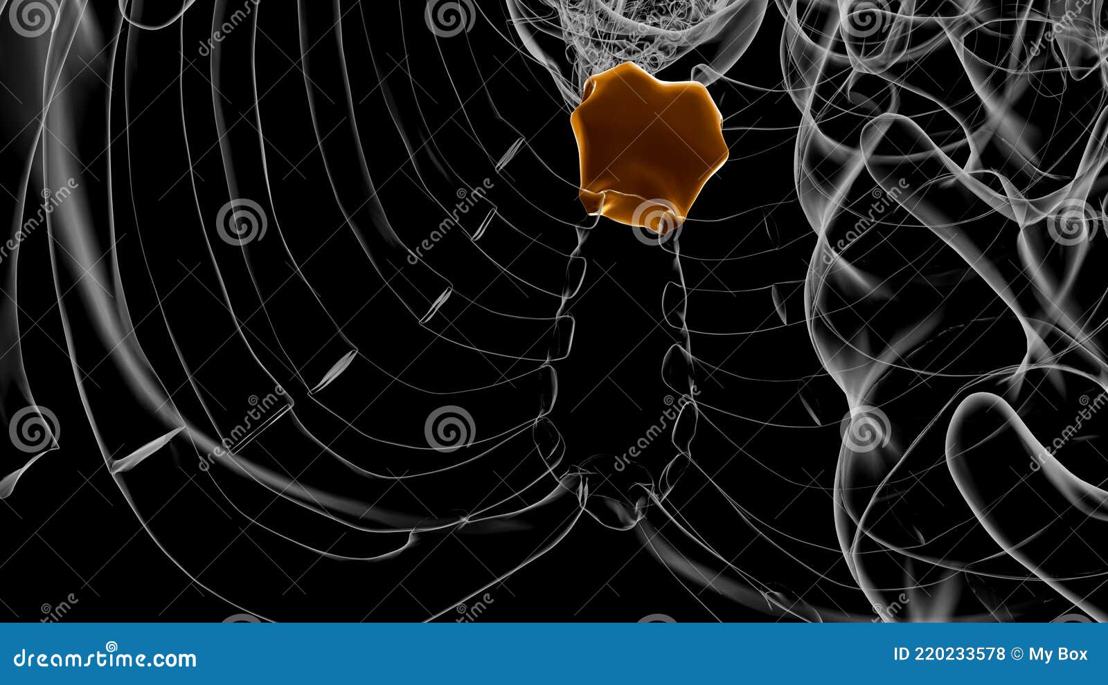 Human Skeleton Manubrium Anatomy 3D Stock Illustration - Illustration ...