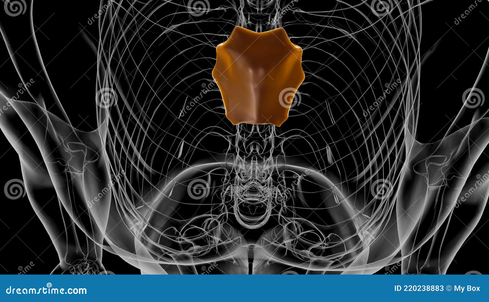 Human Skeleton Manubrium Anatomy 3D Stock Illustration - Illustration ...