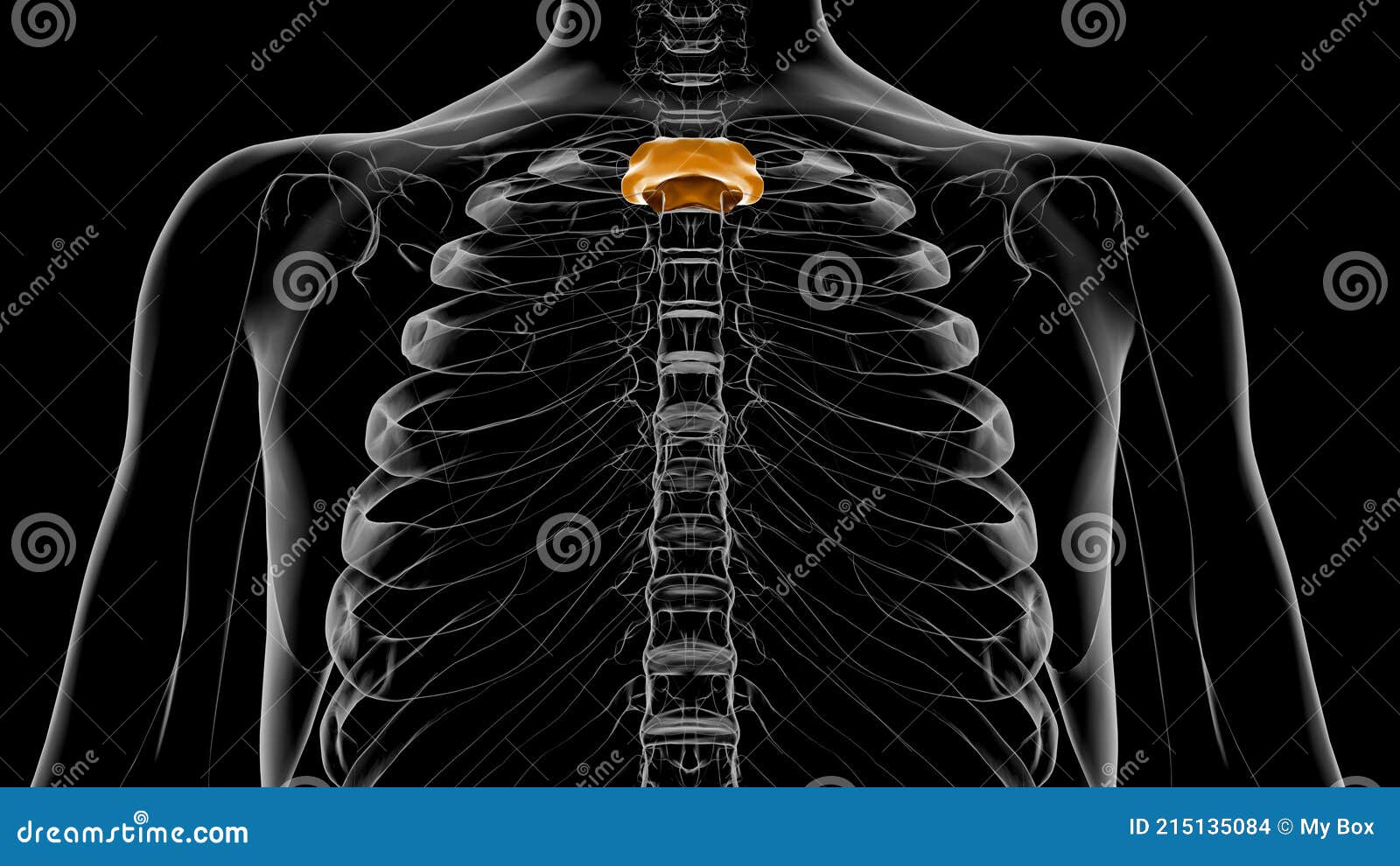 Human Skeleton Manubrium Anatomy 3D Stock Illustration - Illustration ...