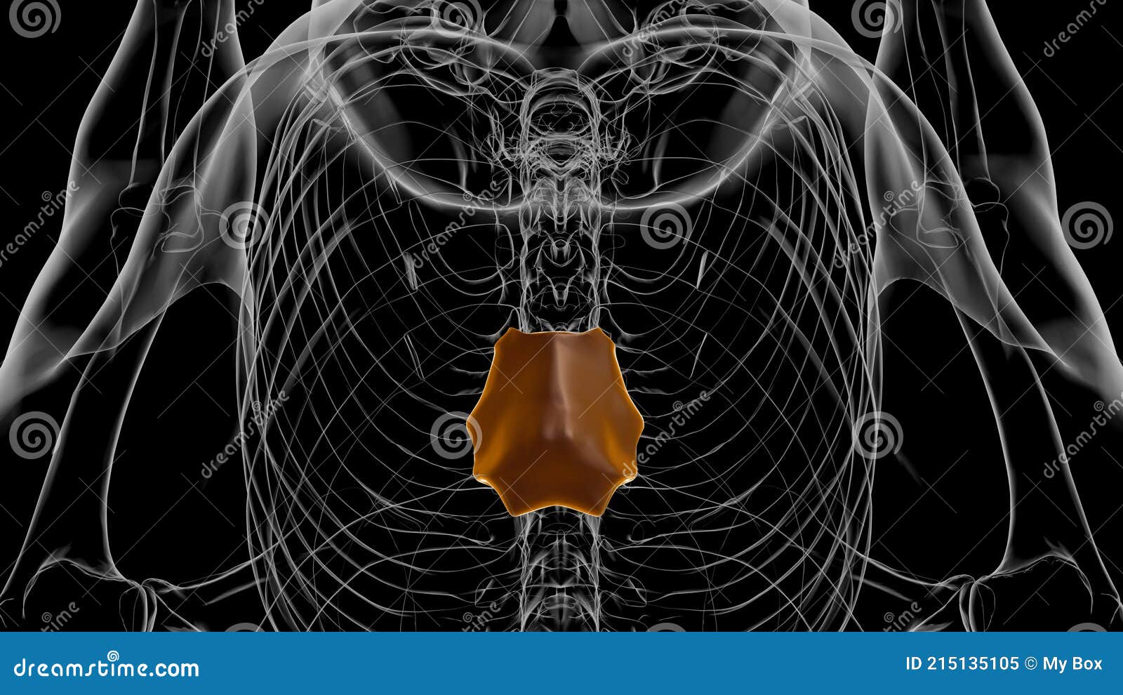 Human Skeleton Manubrium Anatomy 3D Stock Illustration - Illustration ...