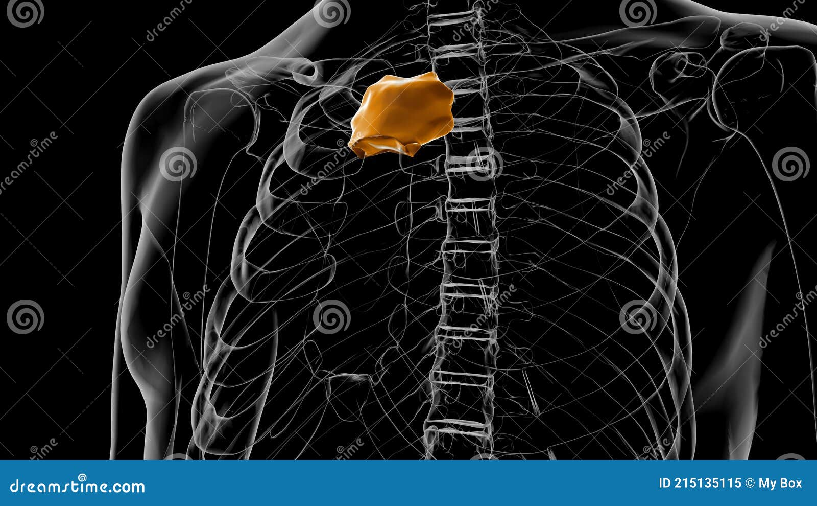 Human Skeleton Manubrium Anatomy 3D Stock Illustration - Illustration ...