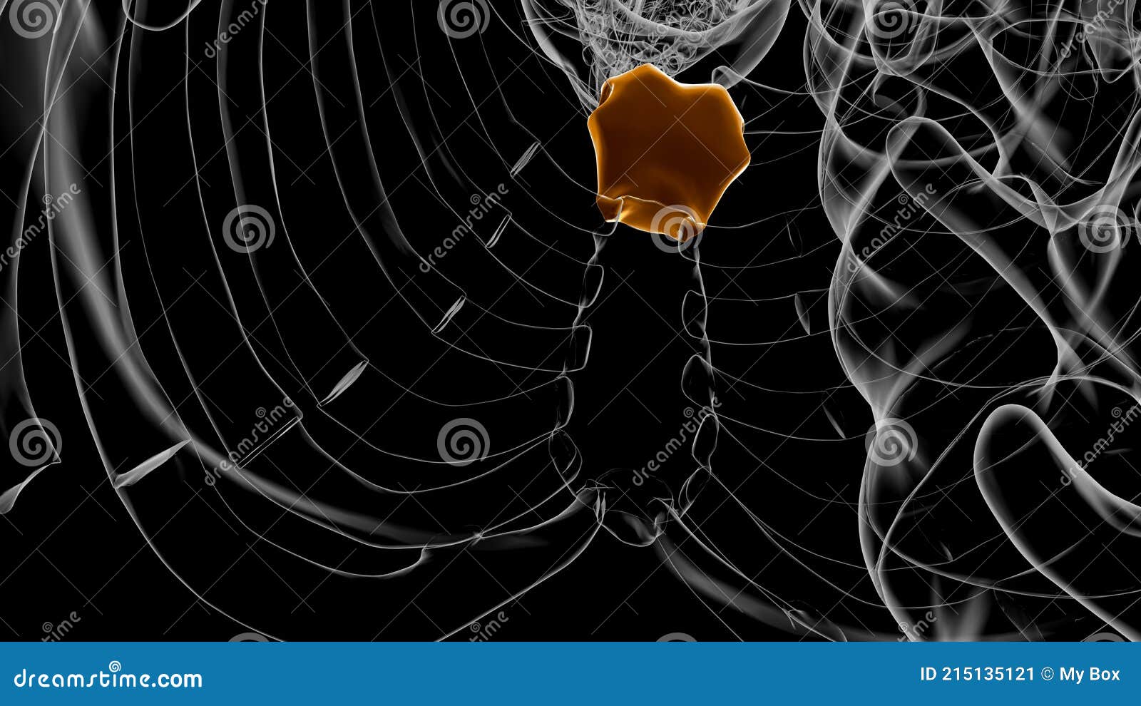 Human Skeleton Manubrium Anatomy 3D Stock Illustration - Illustration ...