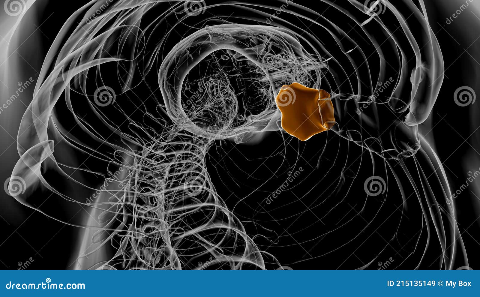 Human Skeleton Manubrium Anatomy 3D Stock Illustration - Illustration ...