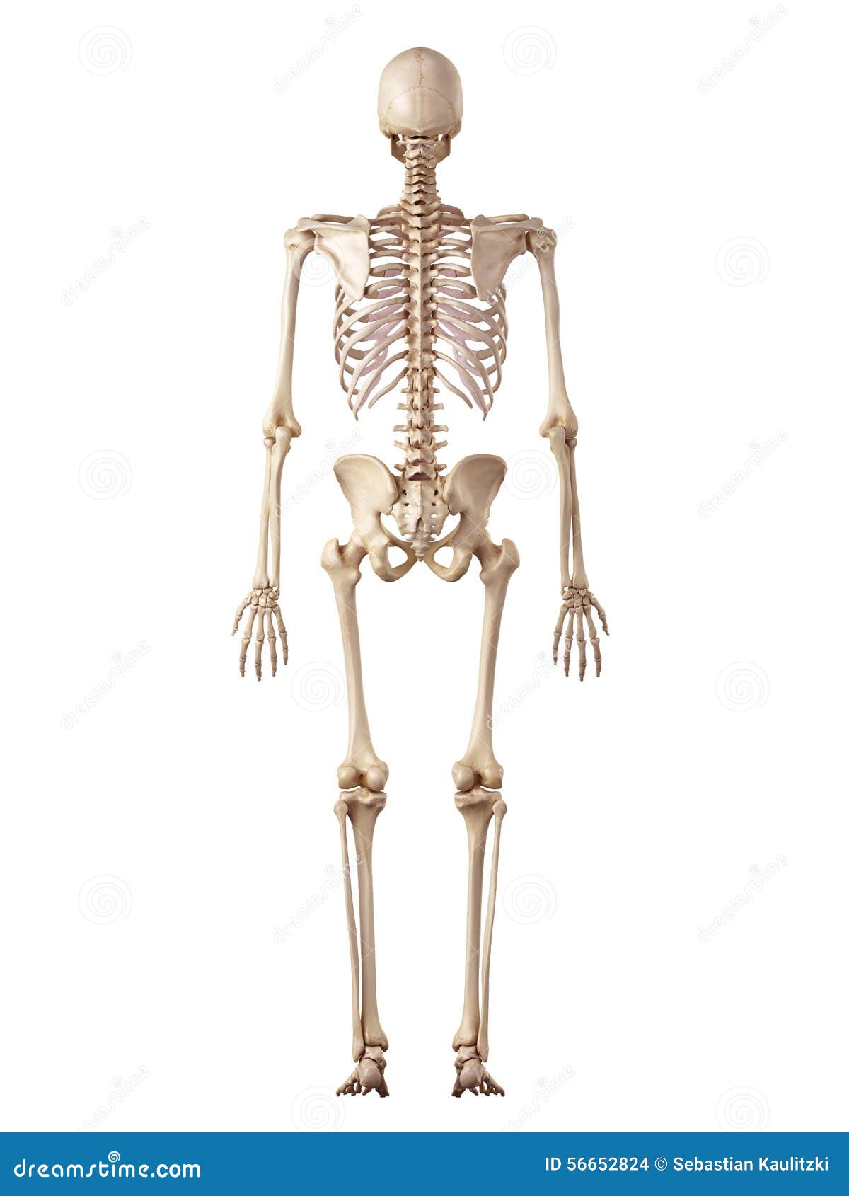 The human skeleton stock illustration. Illustration of artwork - 56652824