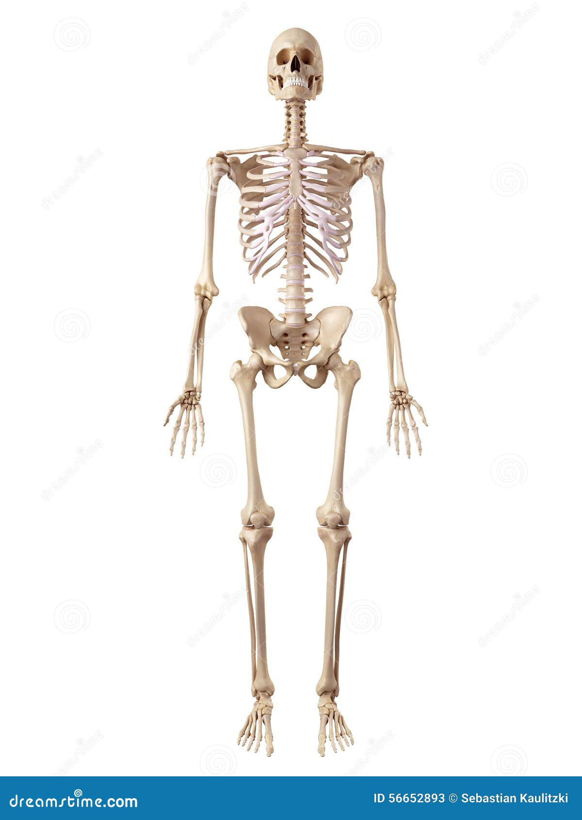 The human skeleton stock illustration. Illustration of skeleton - 56652893