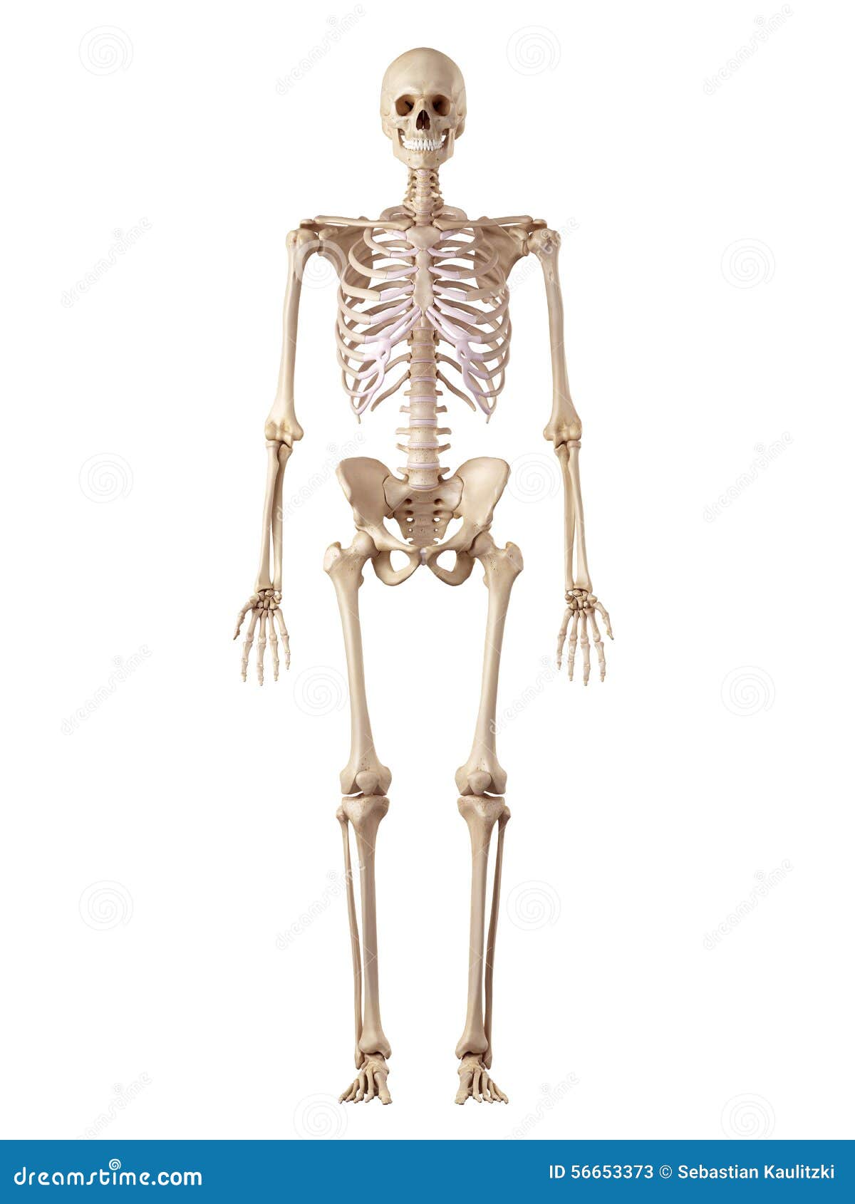 The human skeleton stock illustration. Illustration of medical - 56653373