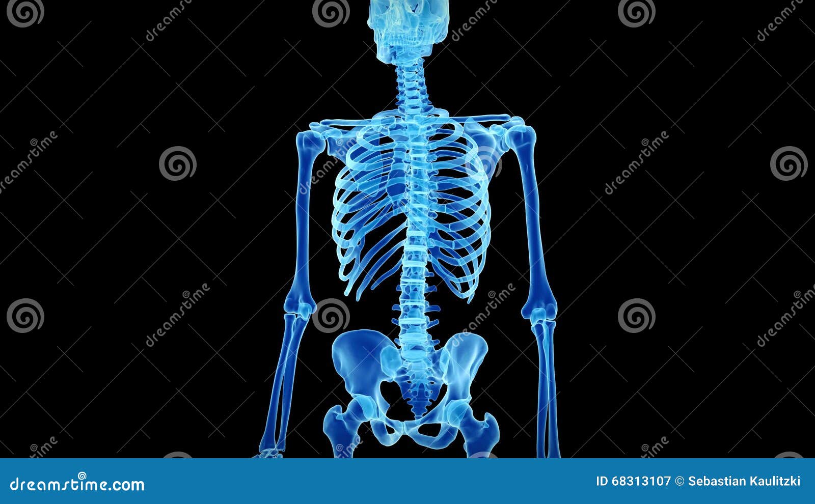The human skeleton stock video. Video of biology, infection - 68313107