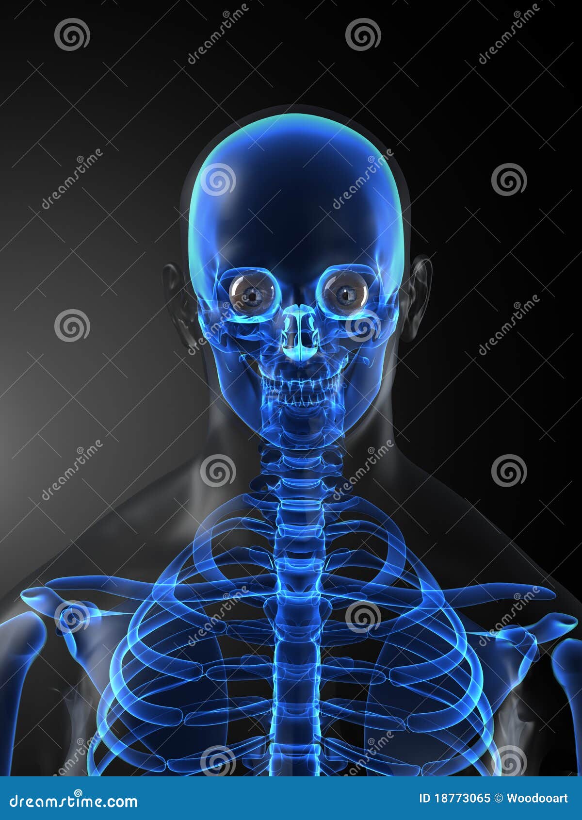 Human Skeleton Medical Scan Stock Illustration - Illustration of ...
