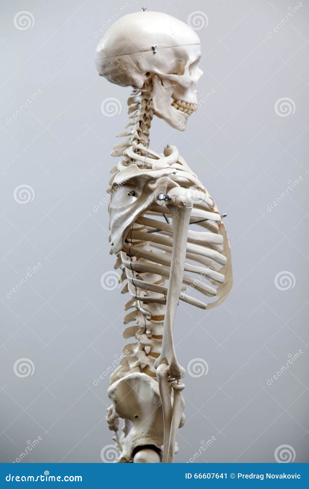Human skeleton stock image. Image of skeleton, objects - 66607641