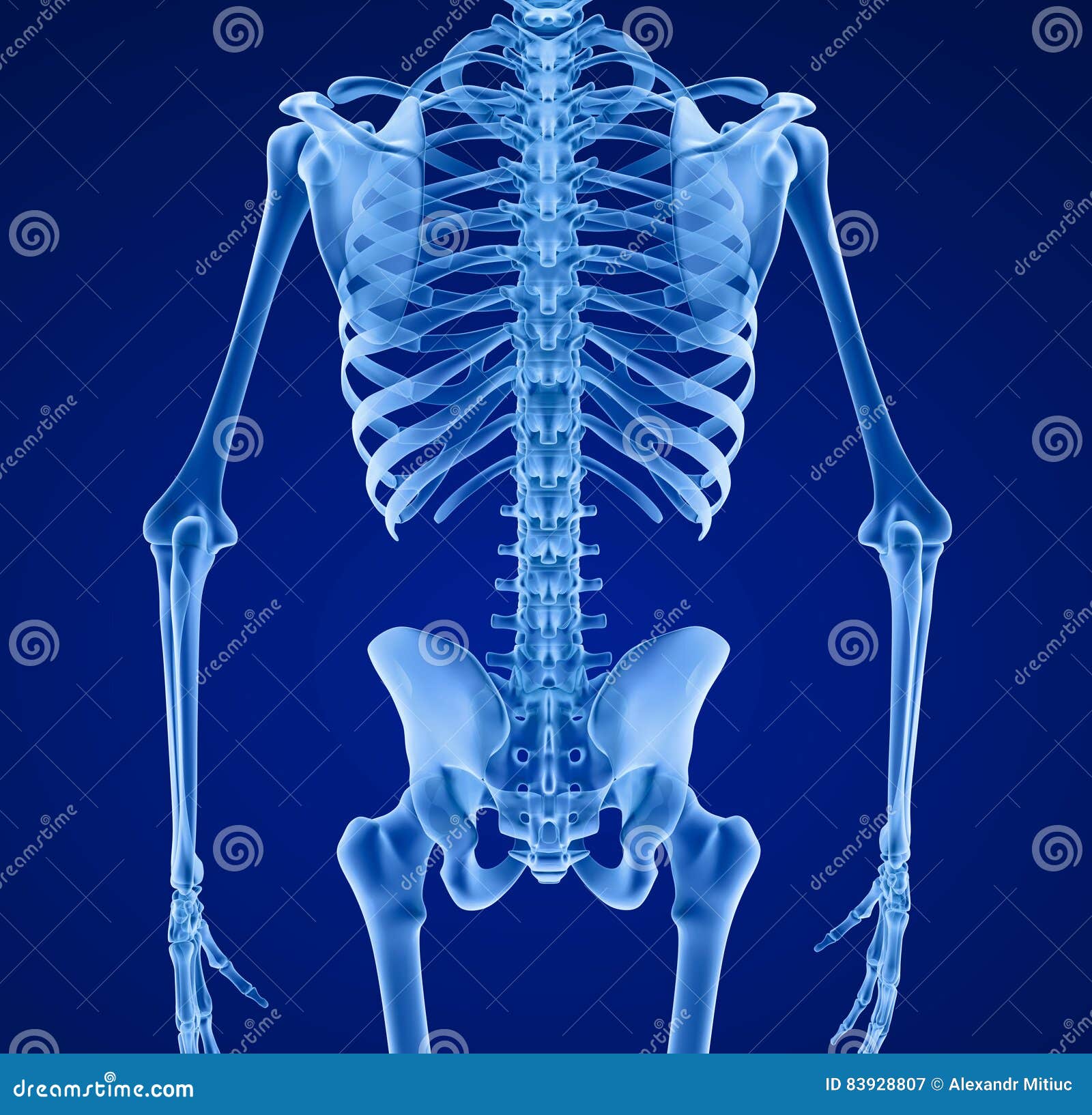 Human Skeleton, Medically Accurate Royalty-Free Illustration ...