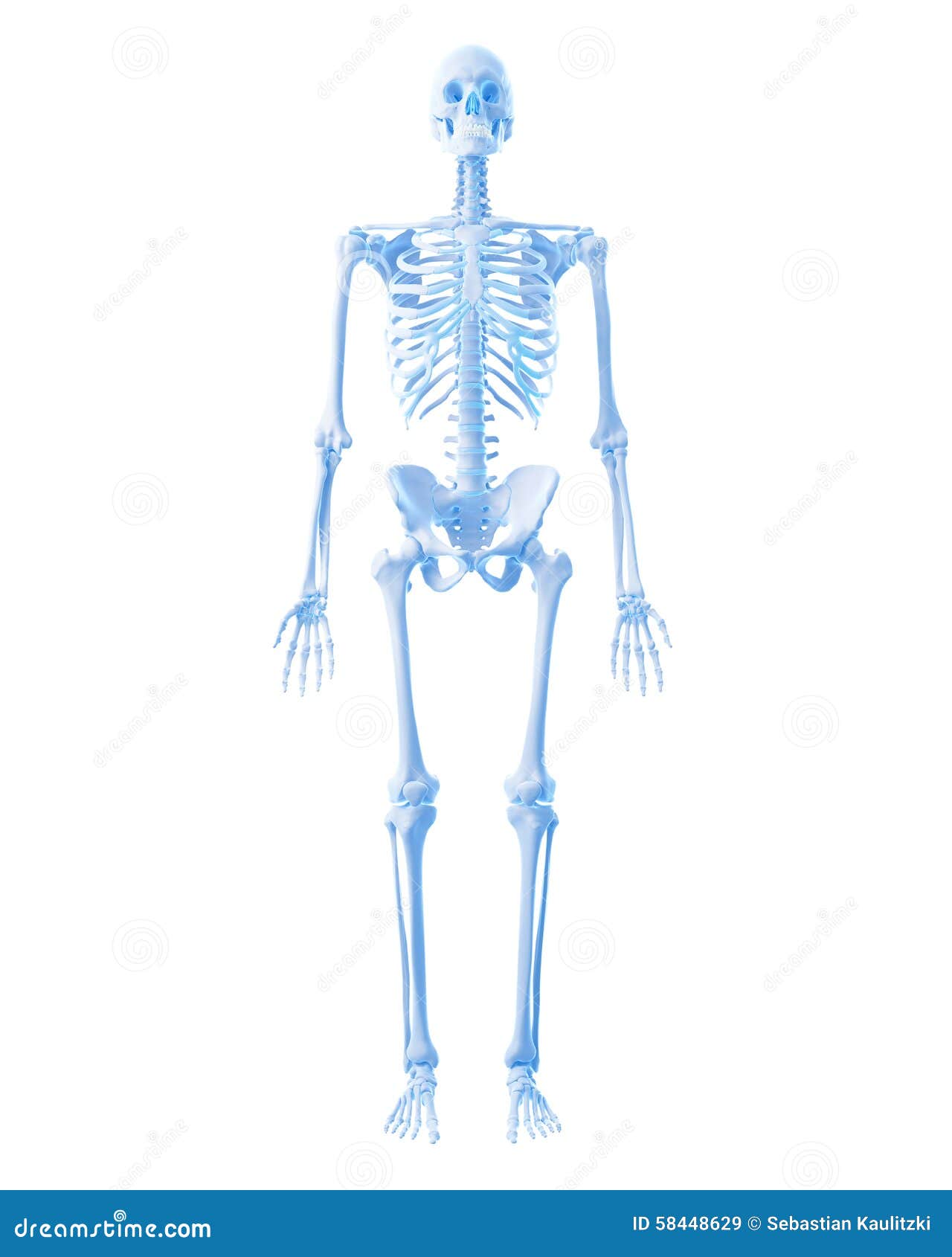 The human skeleton stock illustration. Illustration of science - 58448629