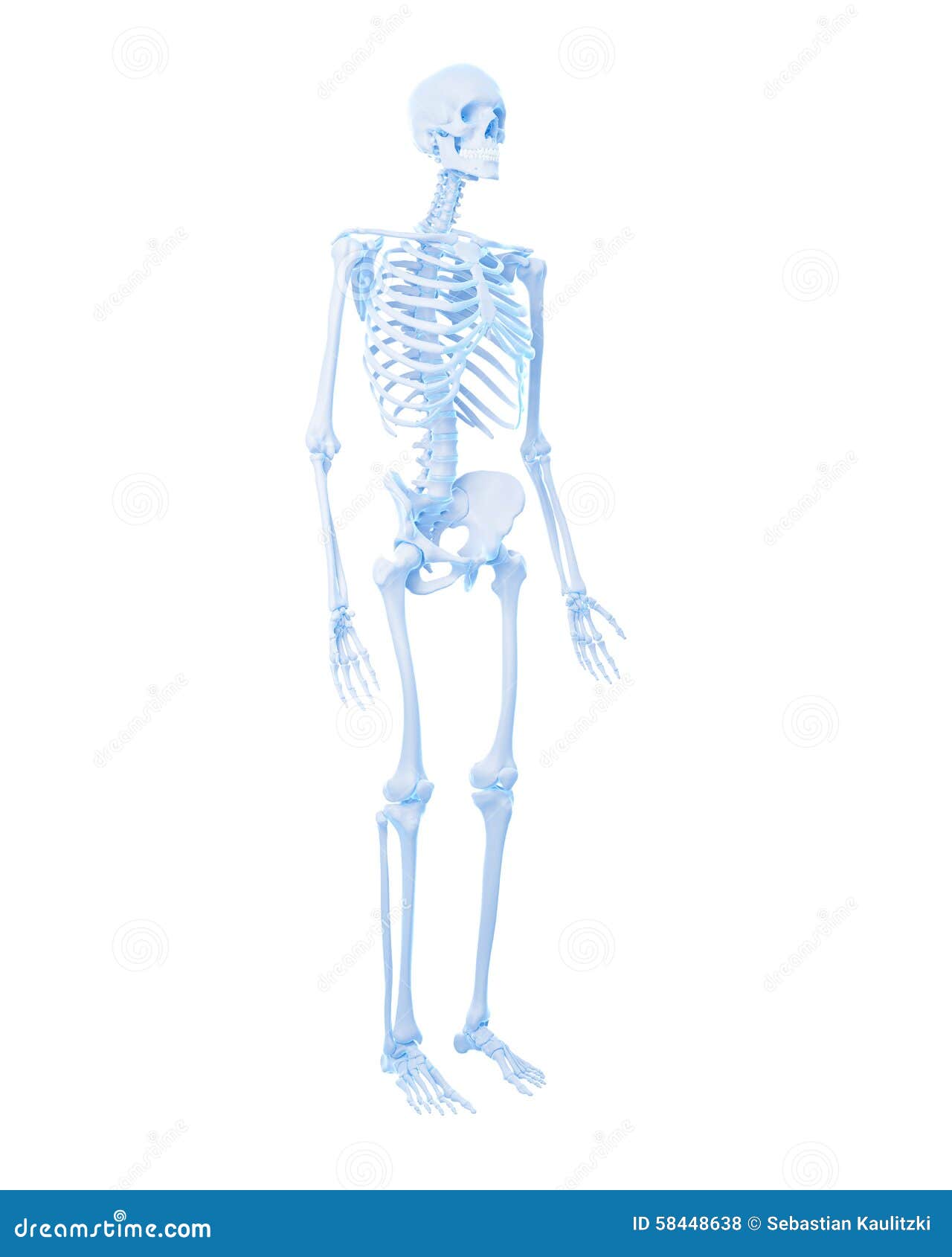 The human skeleton stock illustration. Illustration of medical - 58448638