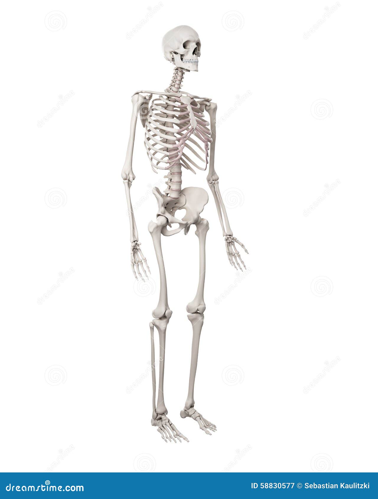 The human skeleton stock illustration. Illustration of thoracic - 58830577