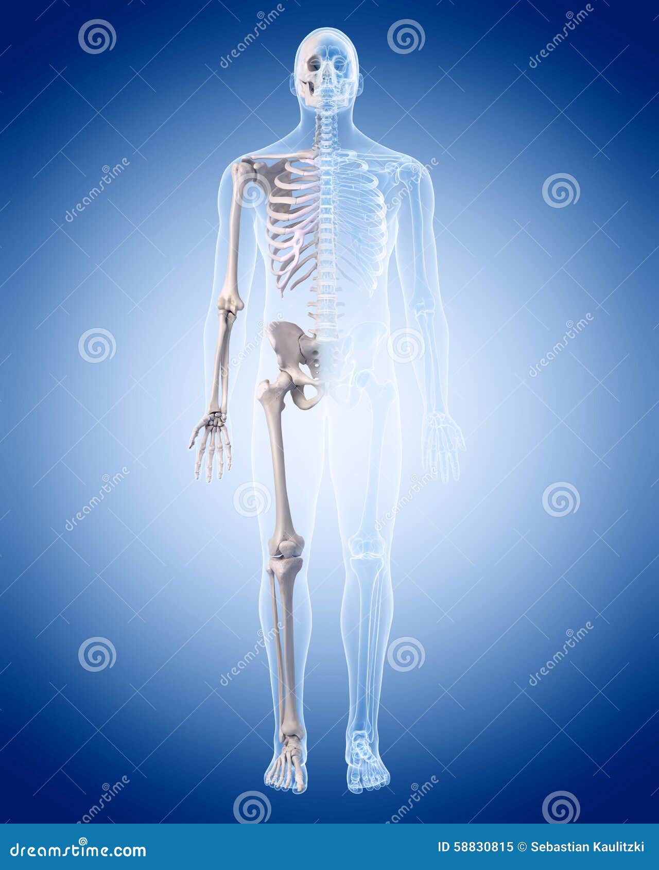 The human skeleton stock illustration. Illustration of bone - 58830815