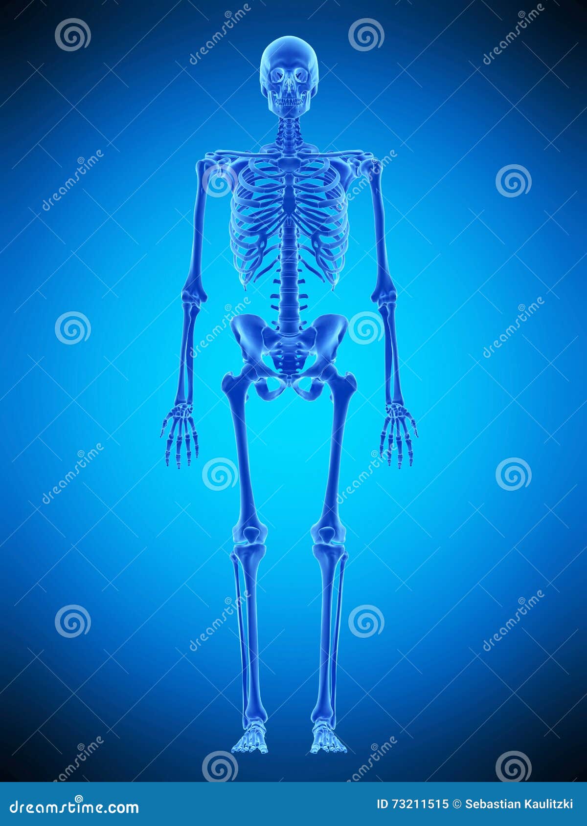 The human skeleton stock illustration. Illustration of black - 73211515