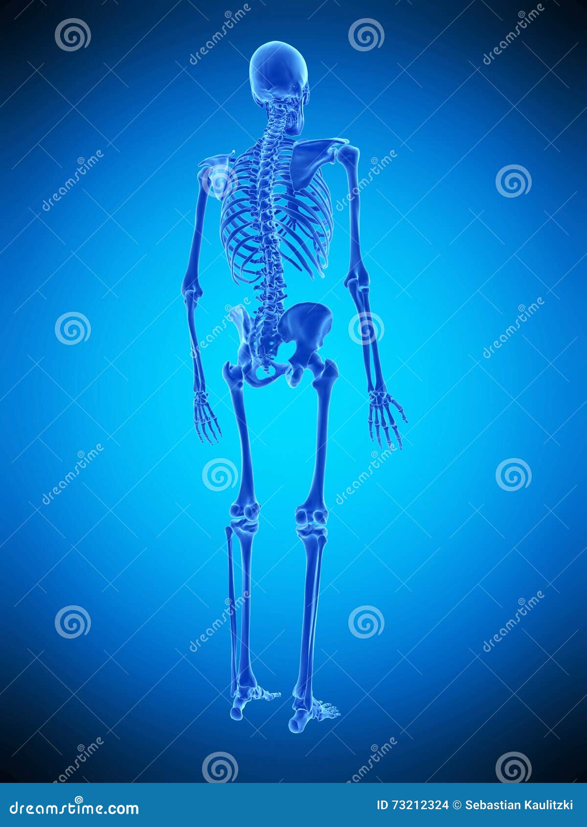The human skeleton stock illustration. Illustration of biology - 73212324