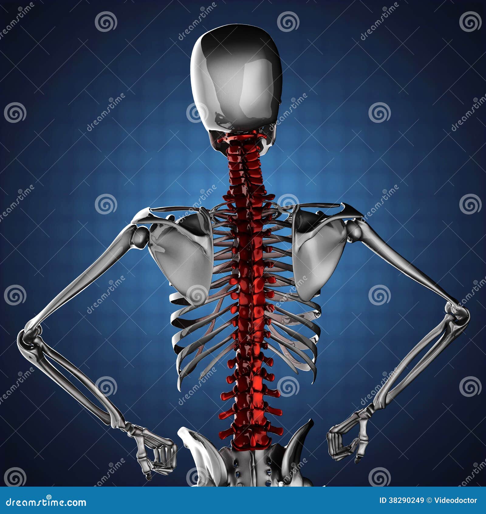 Human Skeleton Model on Blue Background Stock Illustration ...