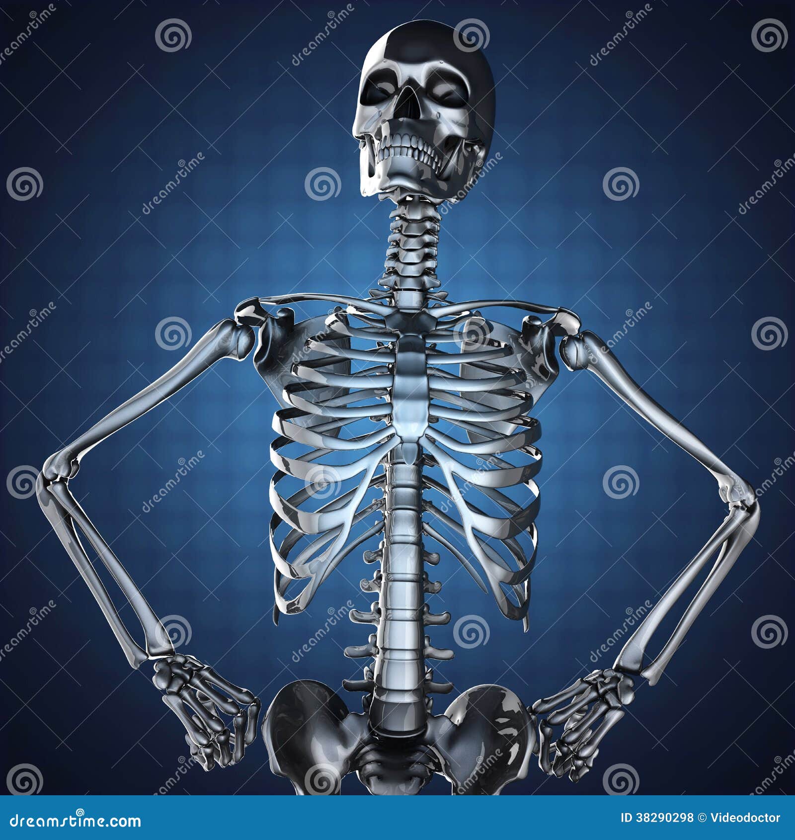 Human Skeleton Model on Blue Background Stock Illustration ...
